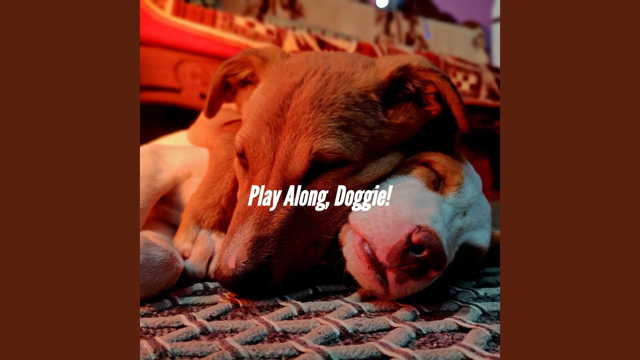 Luxurious Ambiance for Classy Pups - YouTube