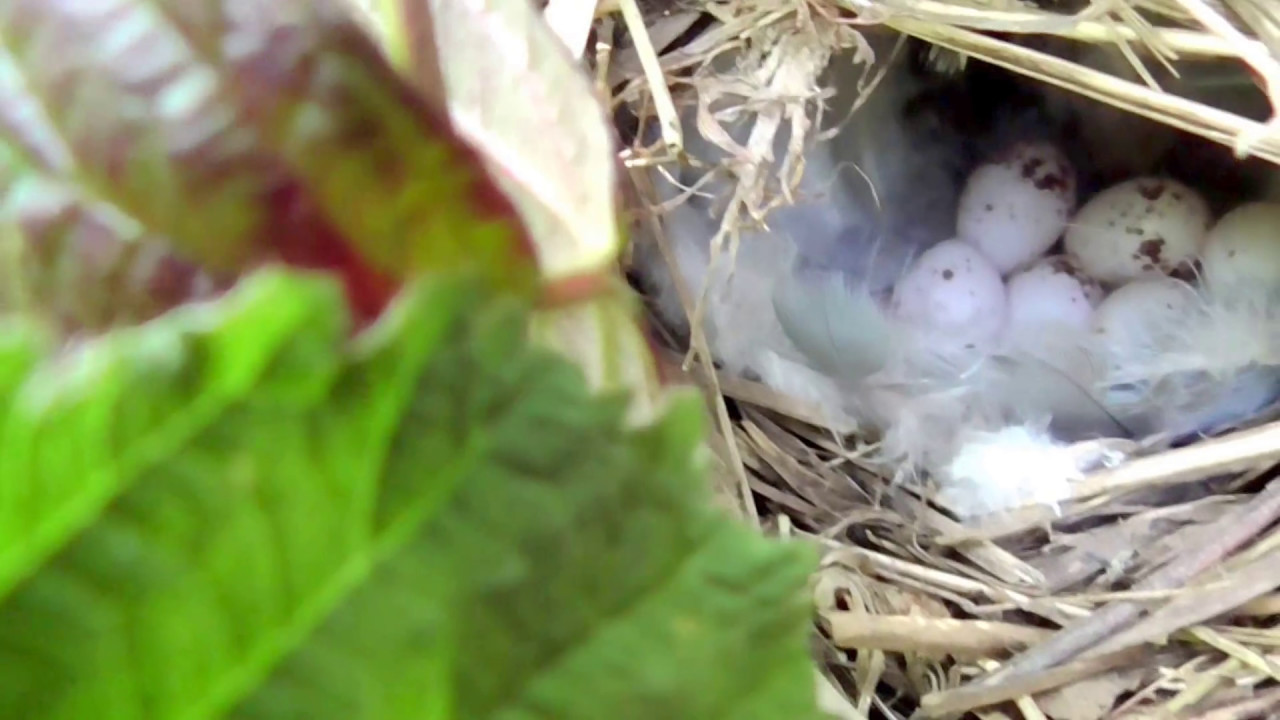 chiffchaff nest eggs and habitat - YouTube