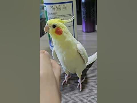 Корелла поет - YouTube
