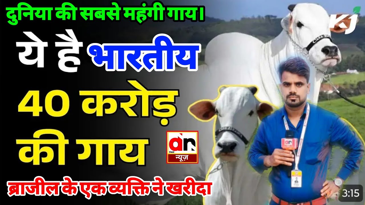 Indian Cow Viatina 19 buy 40 Crore. #cow #40crore #nelorecow #breed ...