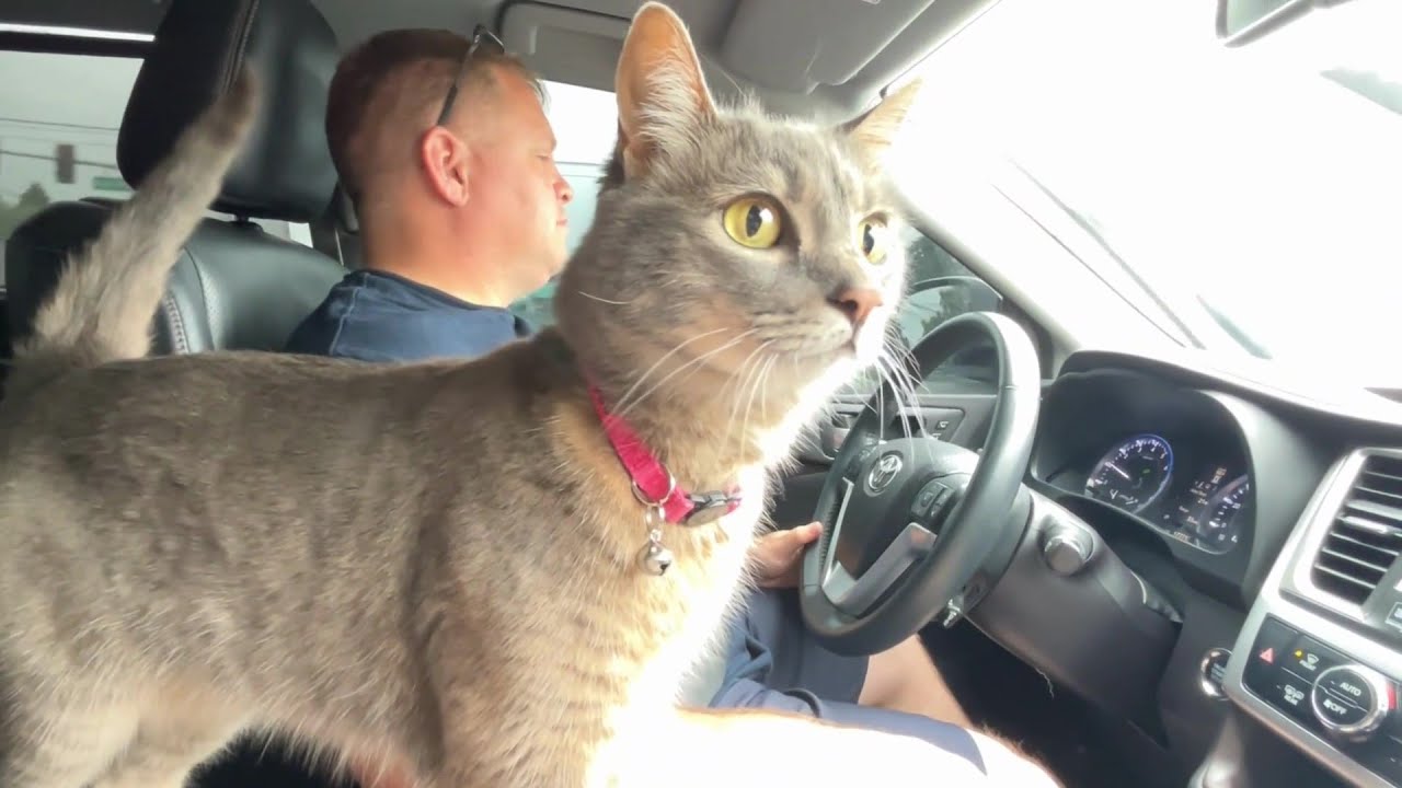 Cat takes car ride to the vet and cry after vaccination. - YouTube