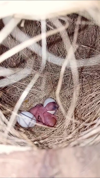 Silver Java 1 Day Chicks 🐣 || Living.Like.A.Bird - YouTube