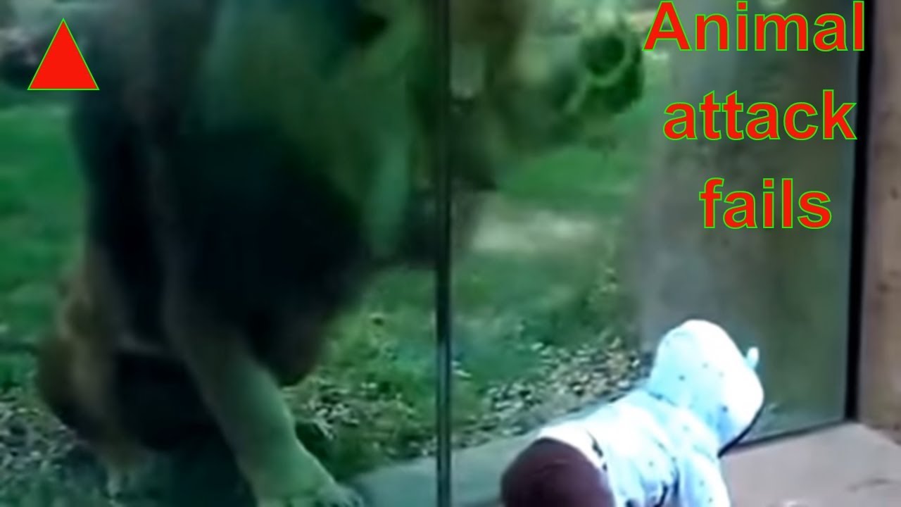 Funny Zoo animal attacks | Scary funny fails | Funny fails compilation ...