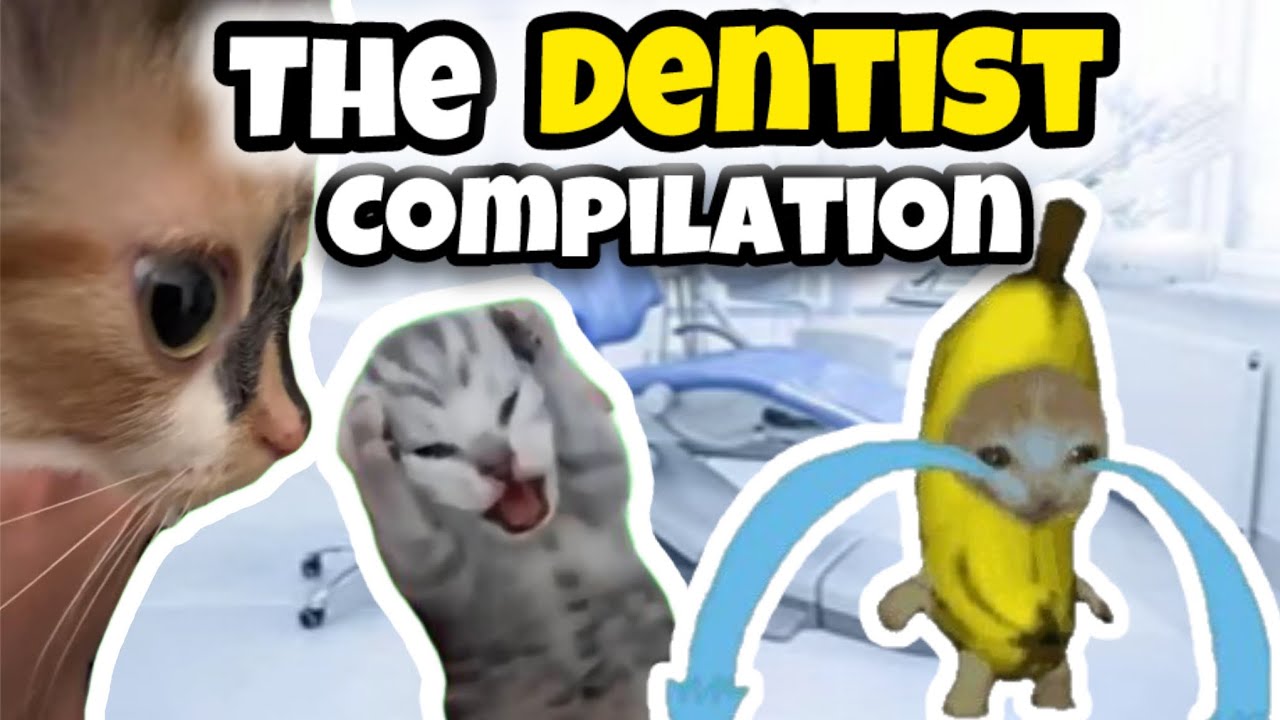 CAT MEMES: THE DENTIST COMPILATION - YouTube