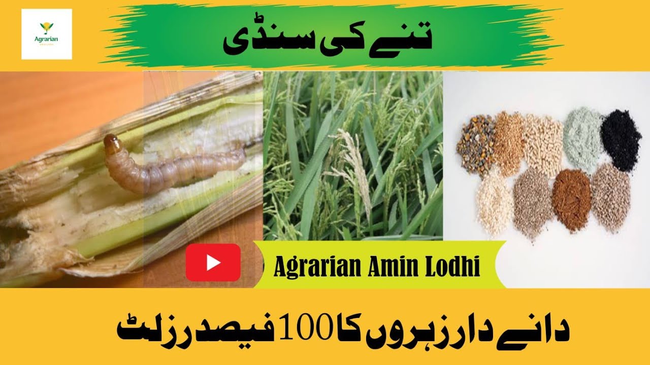 How To Control Stem Borer In Rice || Effect Of Granular Pesticides || # ...
