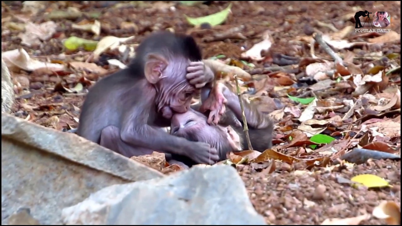 Action Family Baby Monkey Playing In The Morning,They Play Together The ...