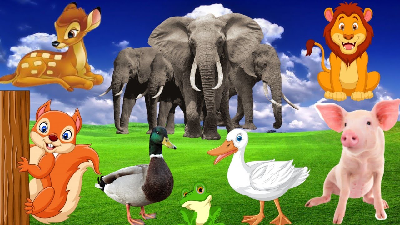 Cute little animals - Bird, Leopard, Goose, Duckling, Horse,Hen, Cat ...