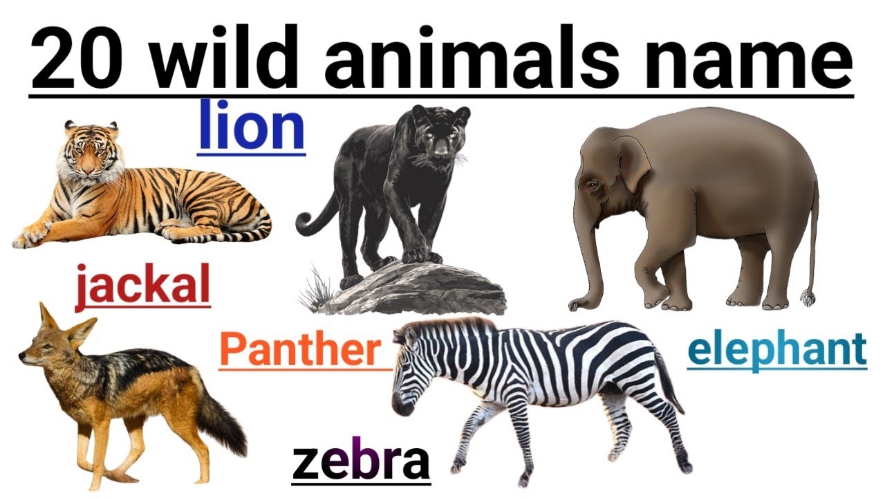 wild animals name// English word meaning - YouTube