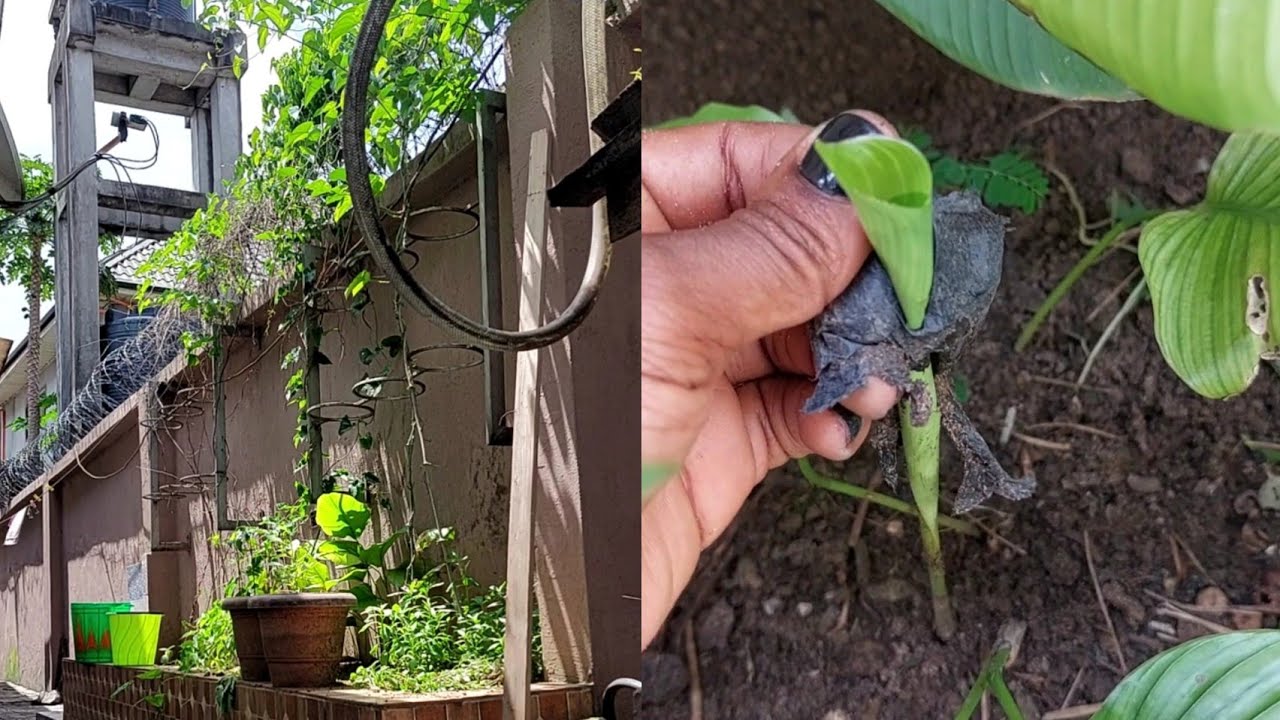 Beware of Plastic in your soil. Check out this small backyard garden ...