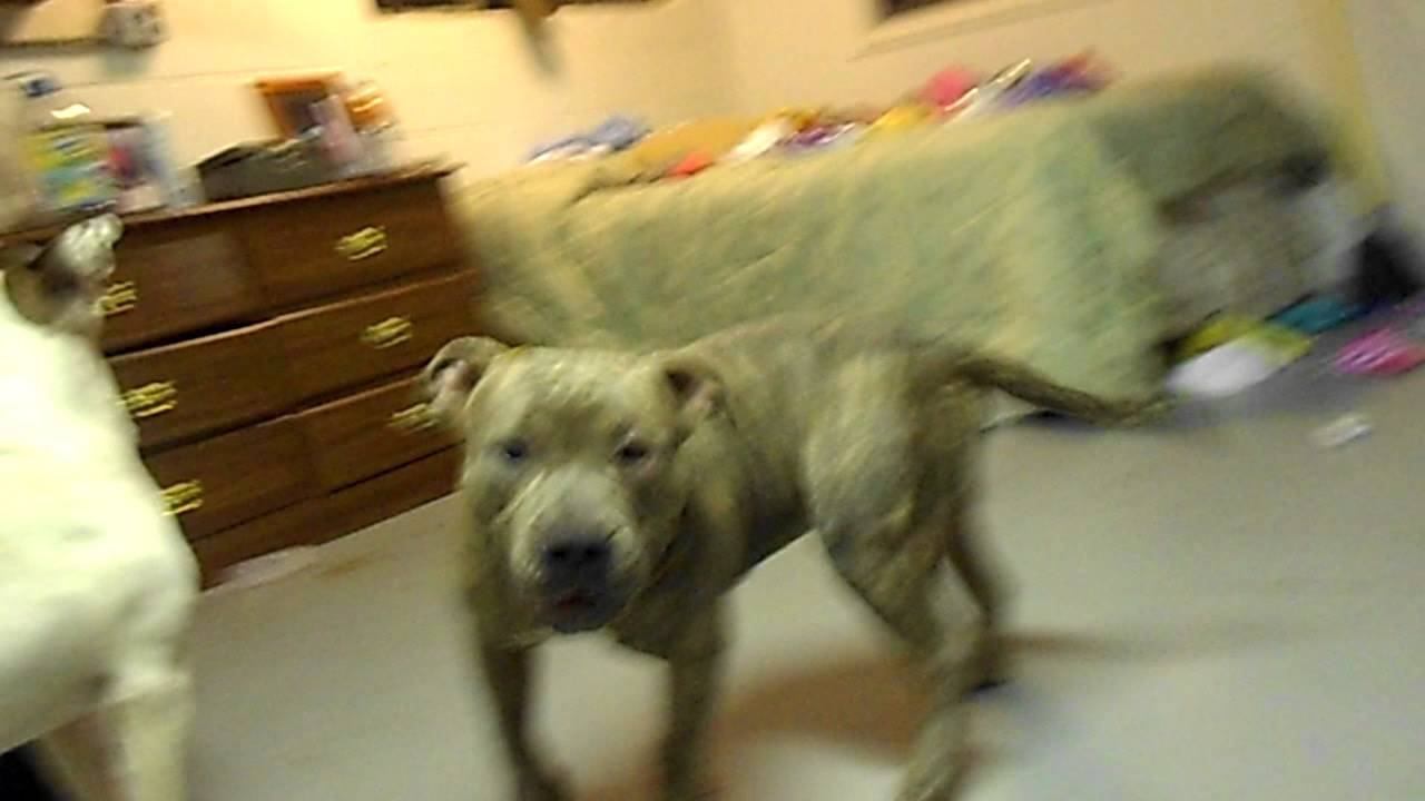 my american bully Blue remy on the rocks @ 8 months - YouTube
