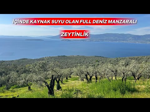 İÇİNDE KAYNAK SUYU OLAN MUHTEŞEM DENİZ MANZARASI VE ADALAR MANZARALI ZEYTİNLİK