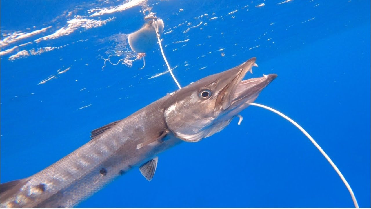 Spearfishing in The Rain - Barracudas | Island Fishing - YouTube