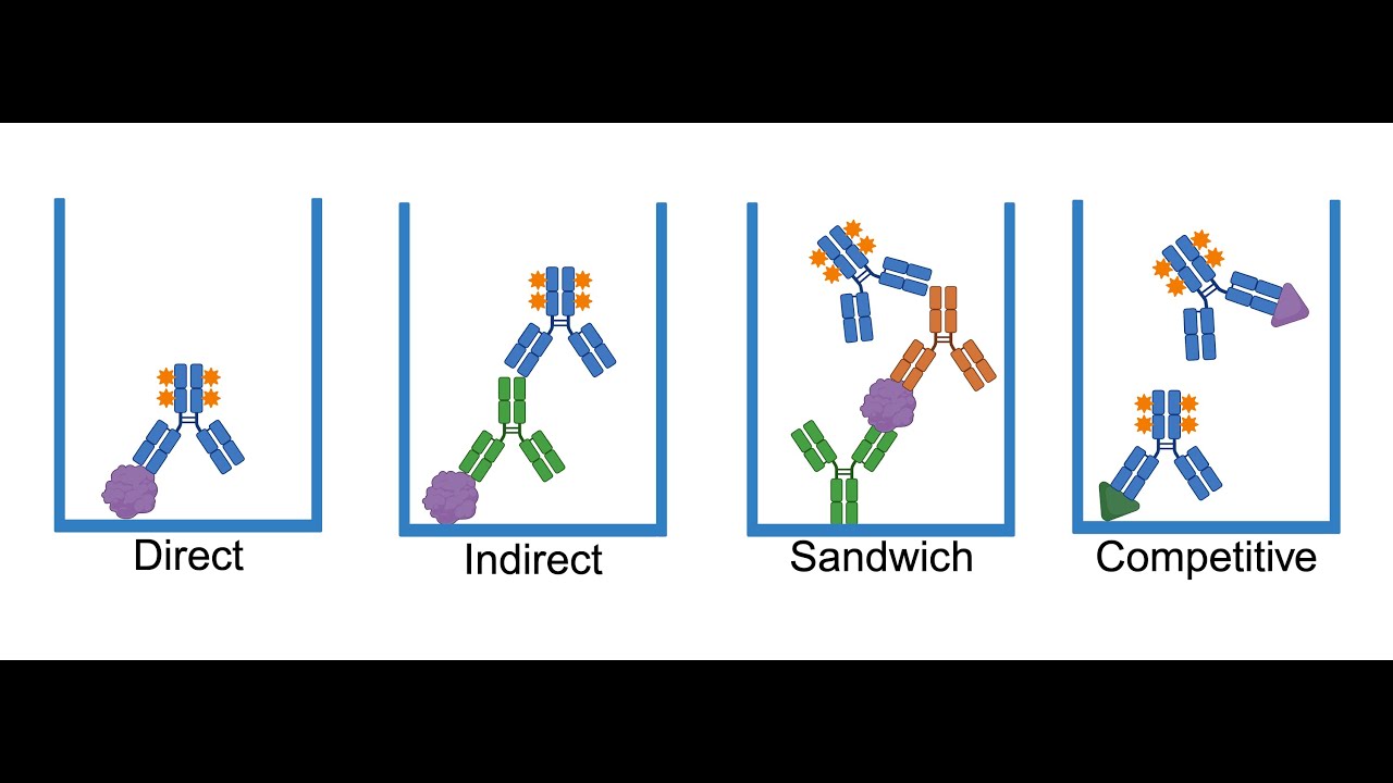 Differences between Direct ELISA and Indirect ELISA (enzyme linked ...