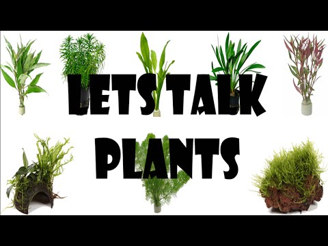 Lets Talk Plants - YouTube