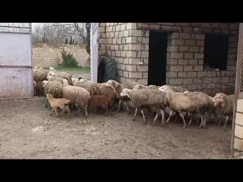 Beylaqanda 40-Baş Boğaz Və Balali Bozkərə Şişek Qoyun Sürüsü Satilir 051_070(888-82-81) #qoyun #quzu
