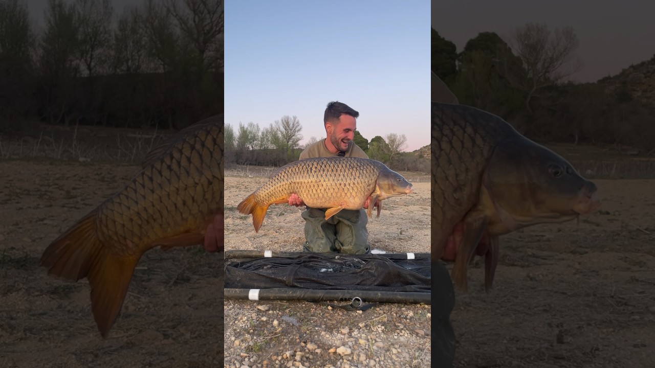 MEGA fish 🐋🤯 #carpfishing2023 #shortvideo #carpfishing - YouTube
