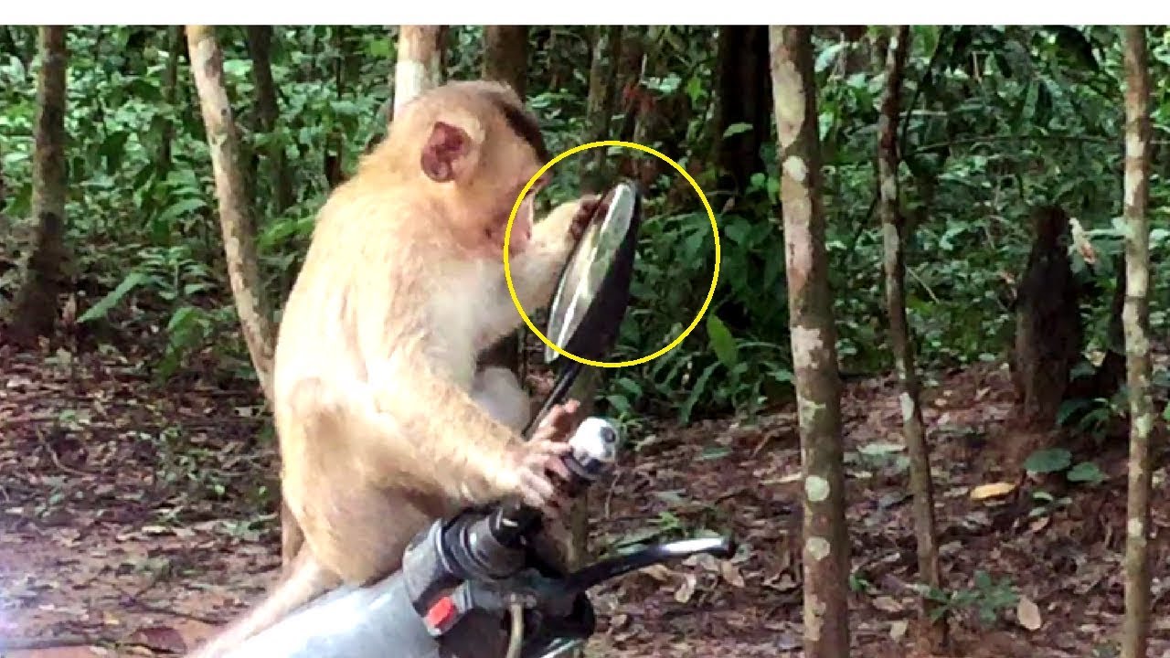 Funny Video!They are the real NAUGHTY MONKEYS! - YouTube