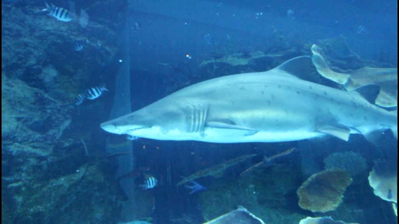 Inside Dubai Aquarium tunnel (Dubai Mall) [1080p HD] - YouTube