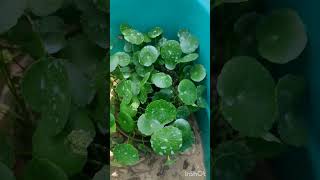 dollar plant 🥰😇🌱💰