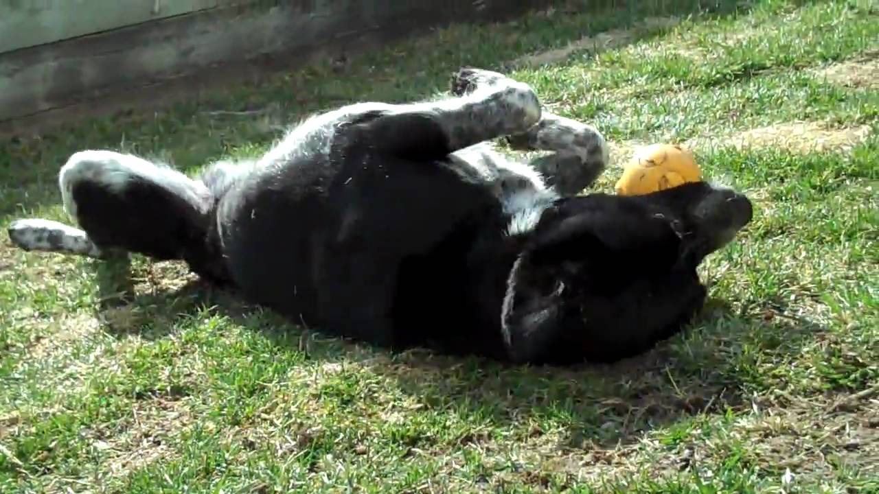 Oreo - Blue Heeler/Border Collie Mix - YouTube