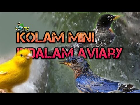 PROSES MEMBUAT KOLAM MINI DIDALAM KANDANG AVIARY - YouTube