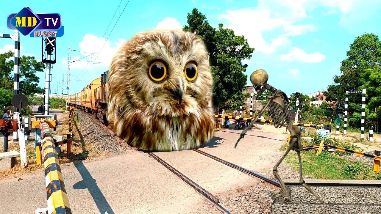 Owl train funny video | owl bird funny video | owl bird funny train video youtube | owl bird ...