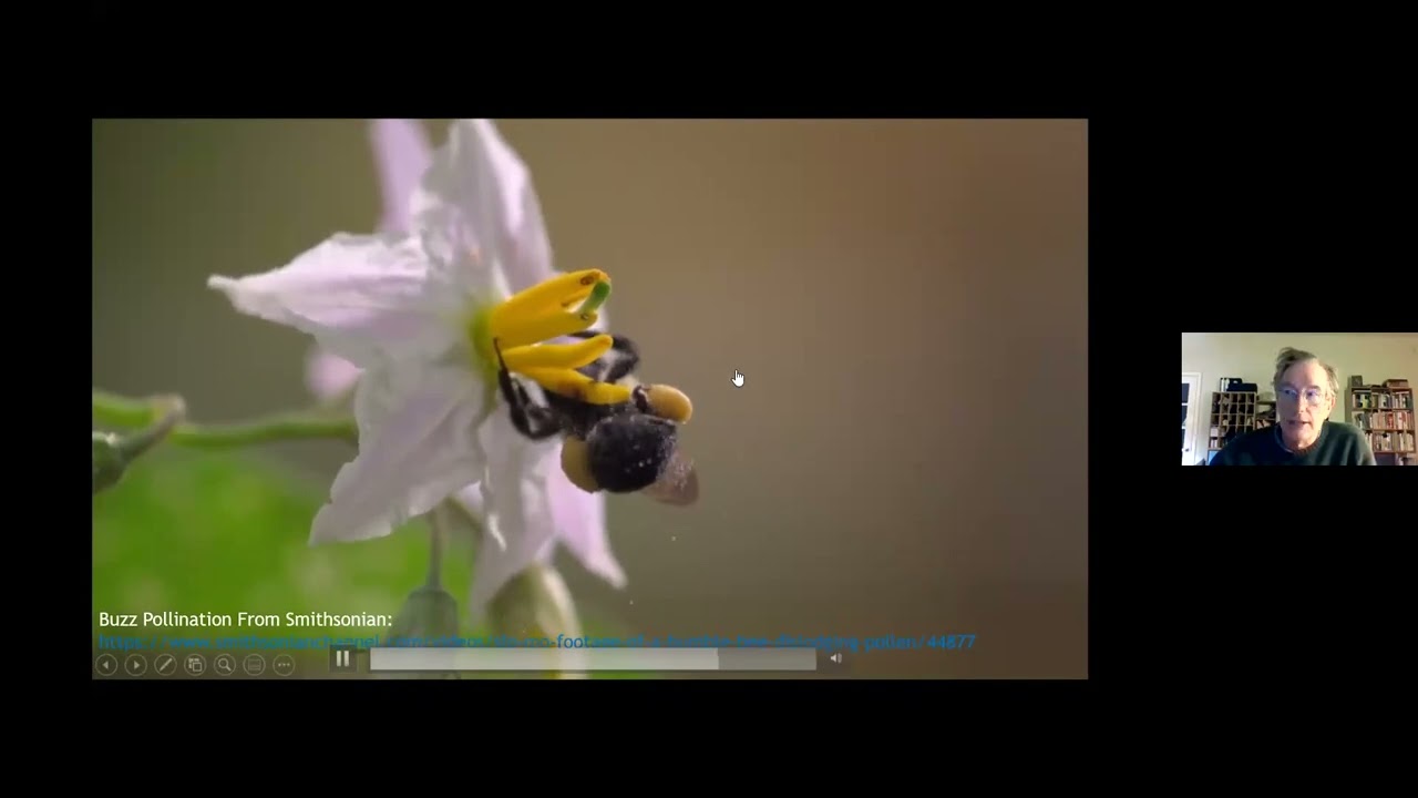 NEOPS: Bumble Bees of Ohio – the Search for the Rusty Patched Bumble ...