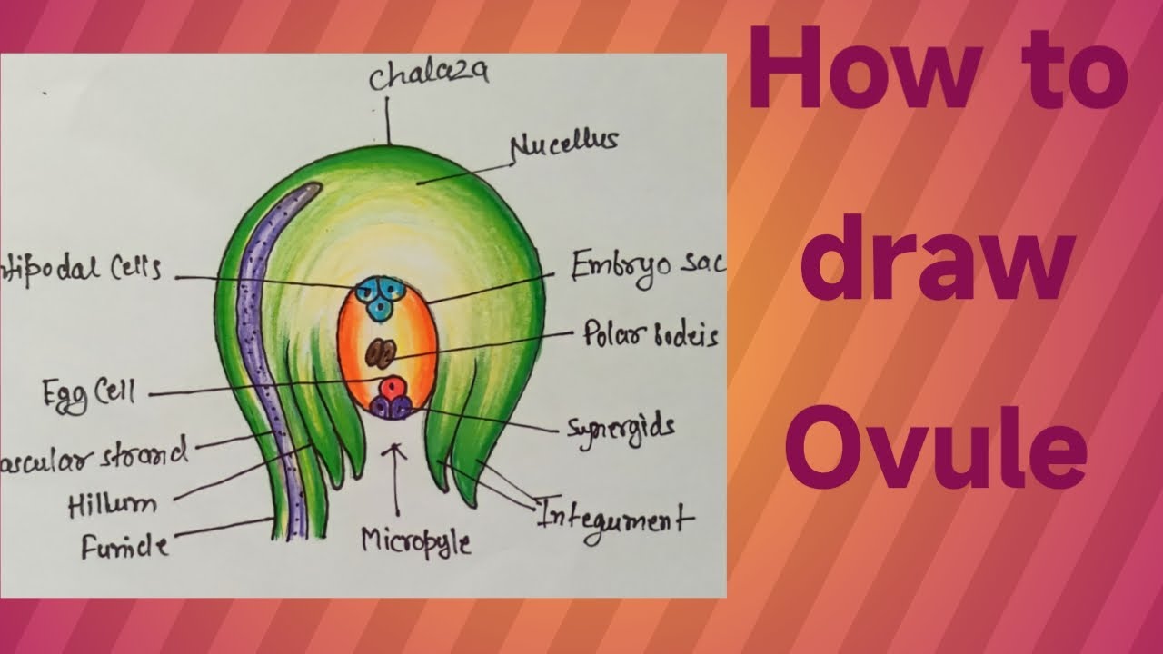 How to draw ovule | how to draw ovule step by step - YouTube