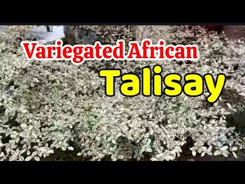 DISCOVERING THE VARIEGATED AFRICAN TALISAY A UNIQUE TROPICAL BEAUTY ...
