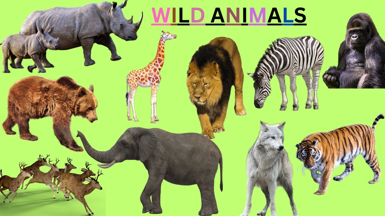 wild animals sounds and names for kids Panda zebra fox lion tiger # ...