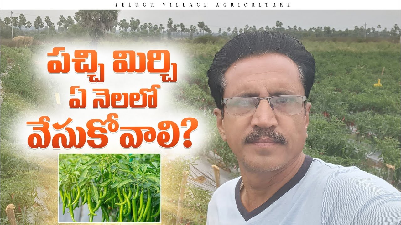 Mirchi Cultivation | Mirchi Crop | పచ్చి మిర్చి సాగు ఎప్పుడు చేయాలి ...