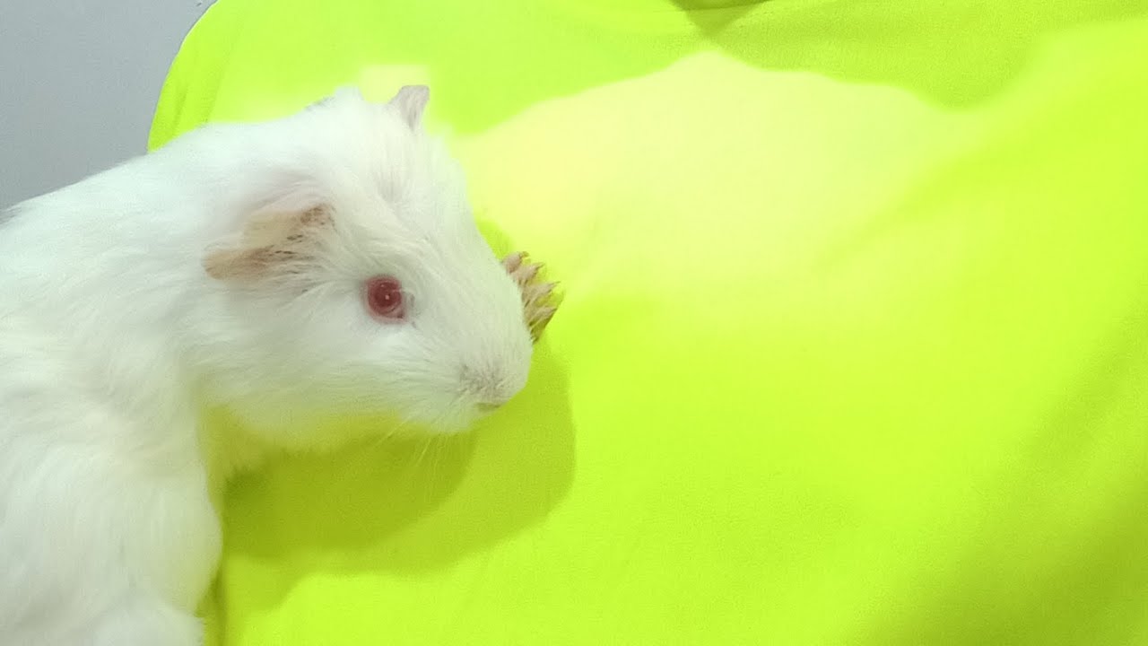 el mejor concierto de cuyos - YouTube