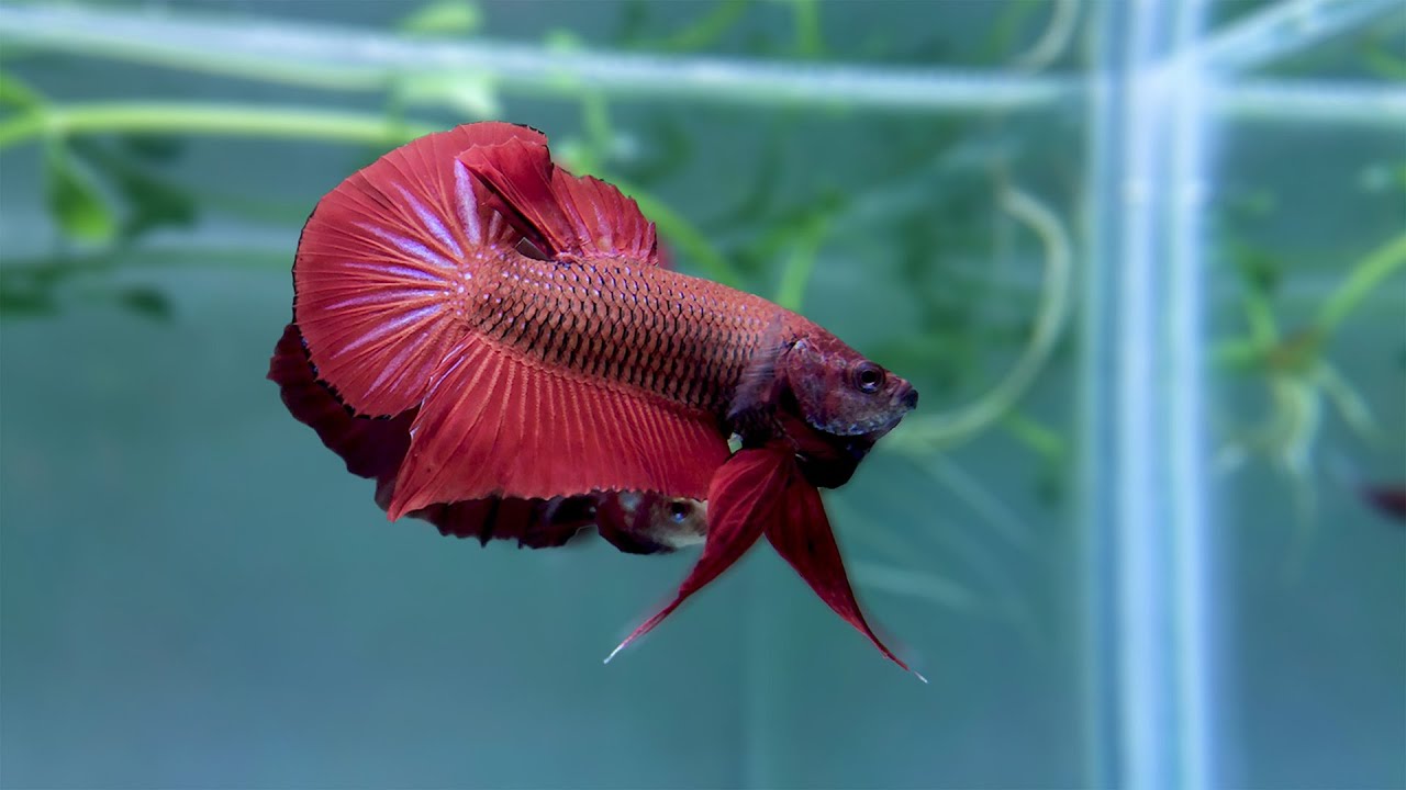 Life of Betta Fish | A Quick Glance at Each Phase of a Betta's Life ...