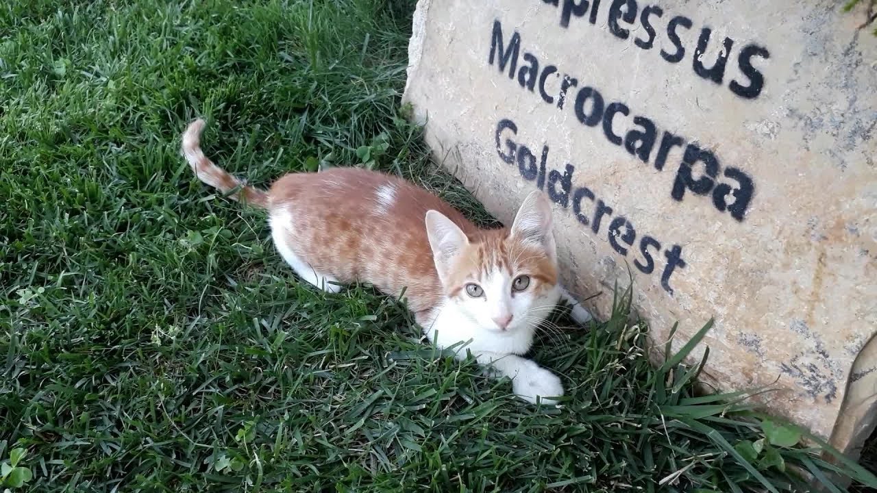 SÜPER OYUNCU YAVRU KEDİLER ( SUPER PLAYER KITTENS ), En Komik Kedi ...