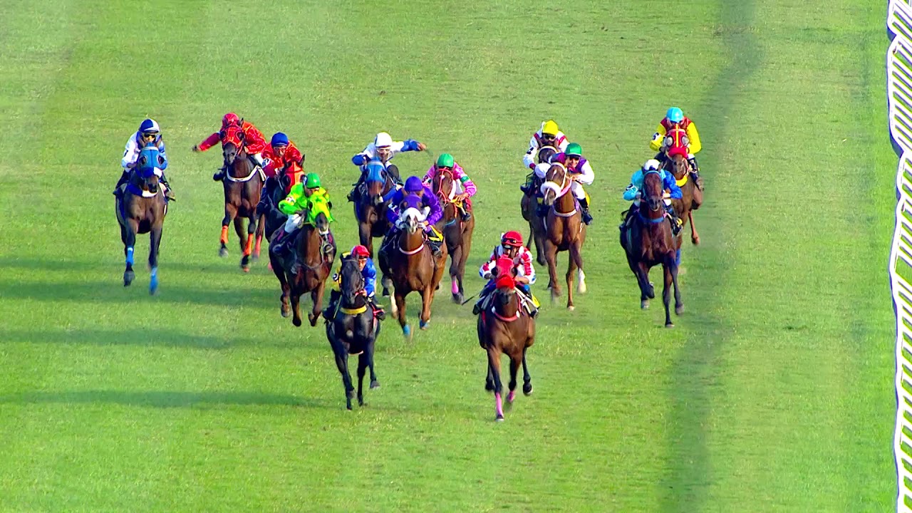 Thailand horse racing 2017 November 25, Race 8 Div 5A - YouTube