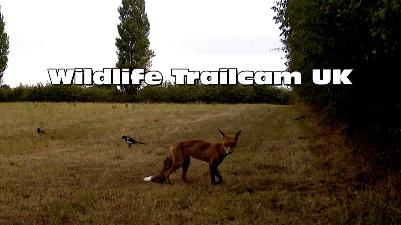 Our polecat is back and lots of fox footage! Trail camera Thursday ...