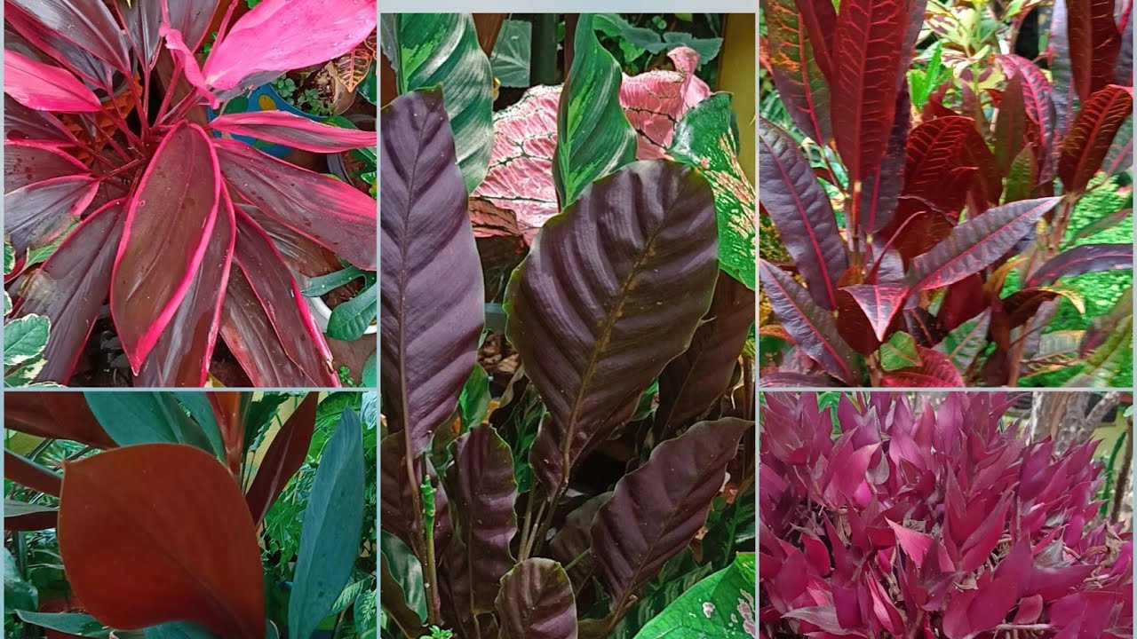 10 Plantas De Folhagem Roxa #plantascoloridas - YouTube