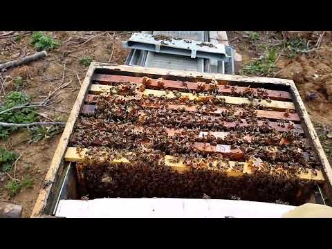 01 NİSAN ,BAHARA ÇIKAN EN İYİ KOVANIMIZ ,ARIYA PETEK VERME İŞLEMİ