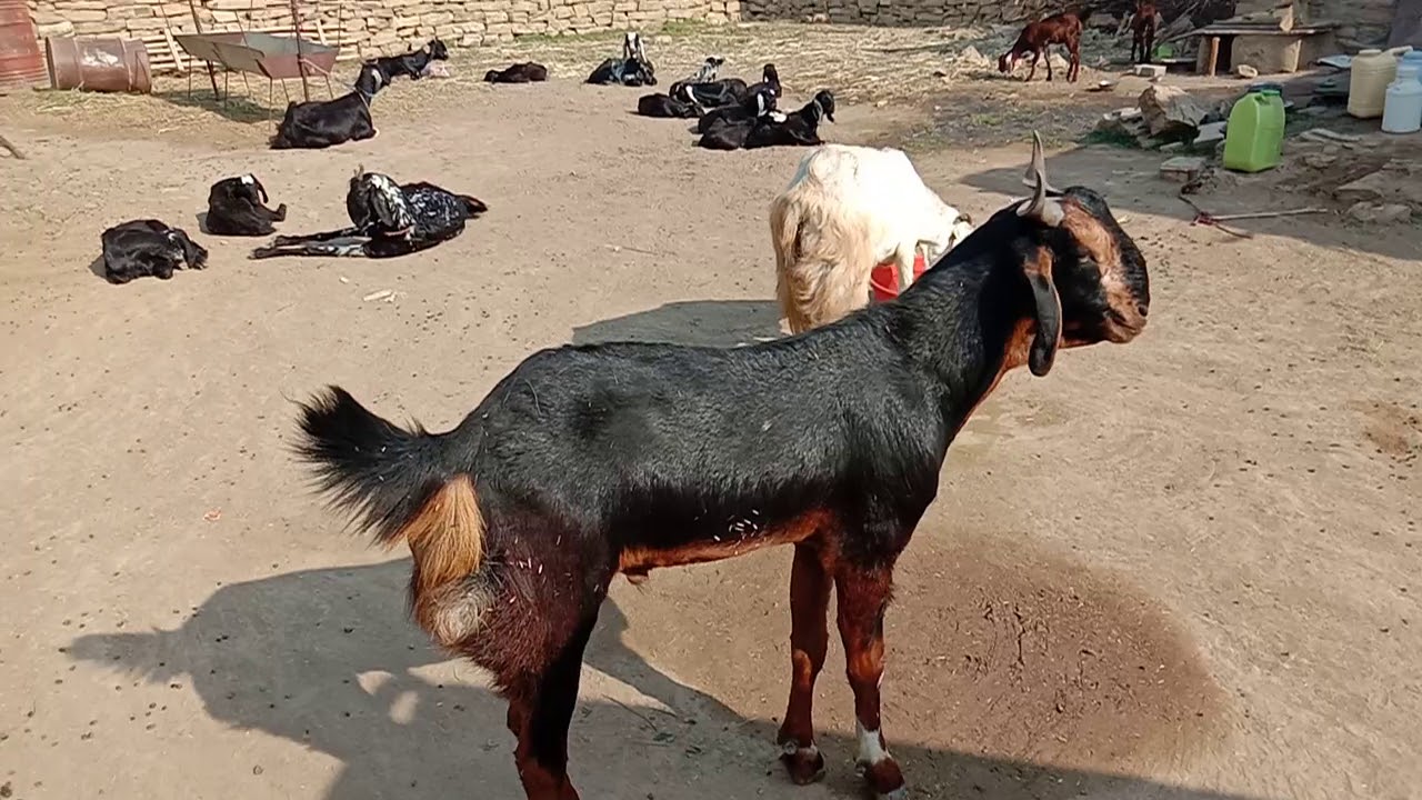 Bakra farm - YouTube