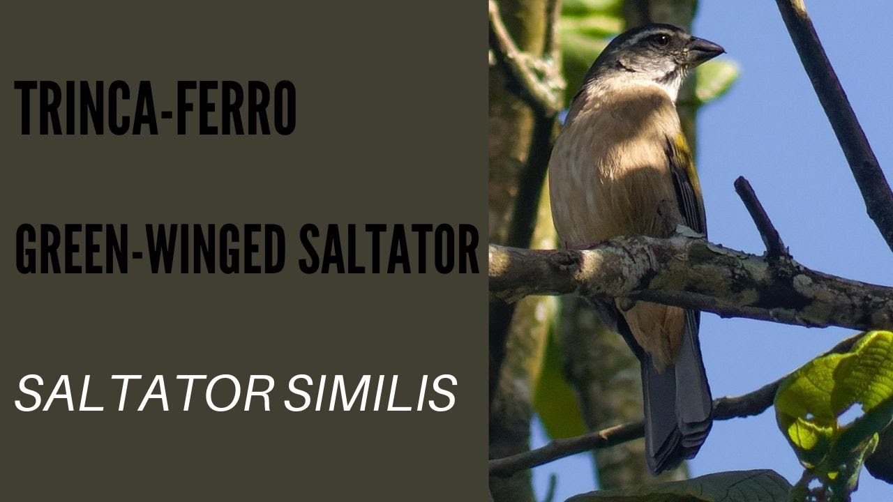 TRINCA-FERRO / GREEN-WINGED SALTATOR (Saltator similis) - BRASIL - YouTube