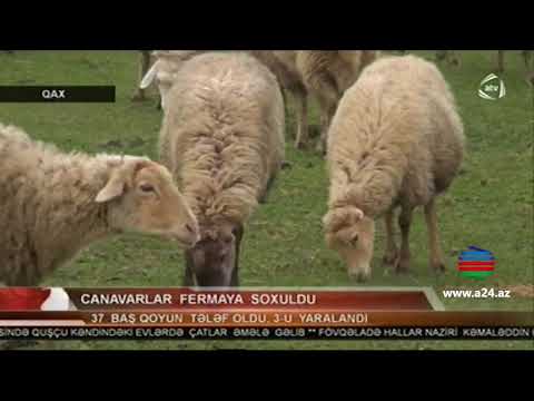 Canavarlar fermaya soxuldu,37 baş qoyun tələf oldu