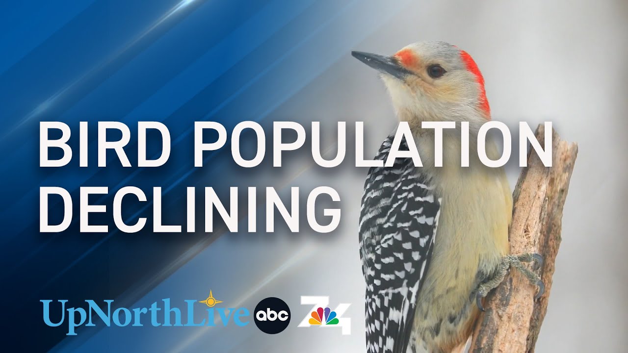 Bird population faces drastic decline: Habitat loss and building ...