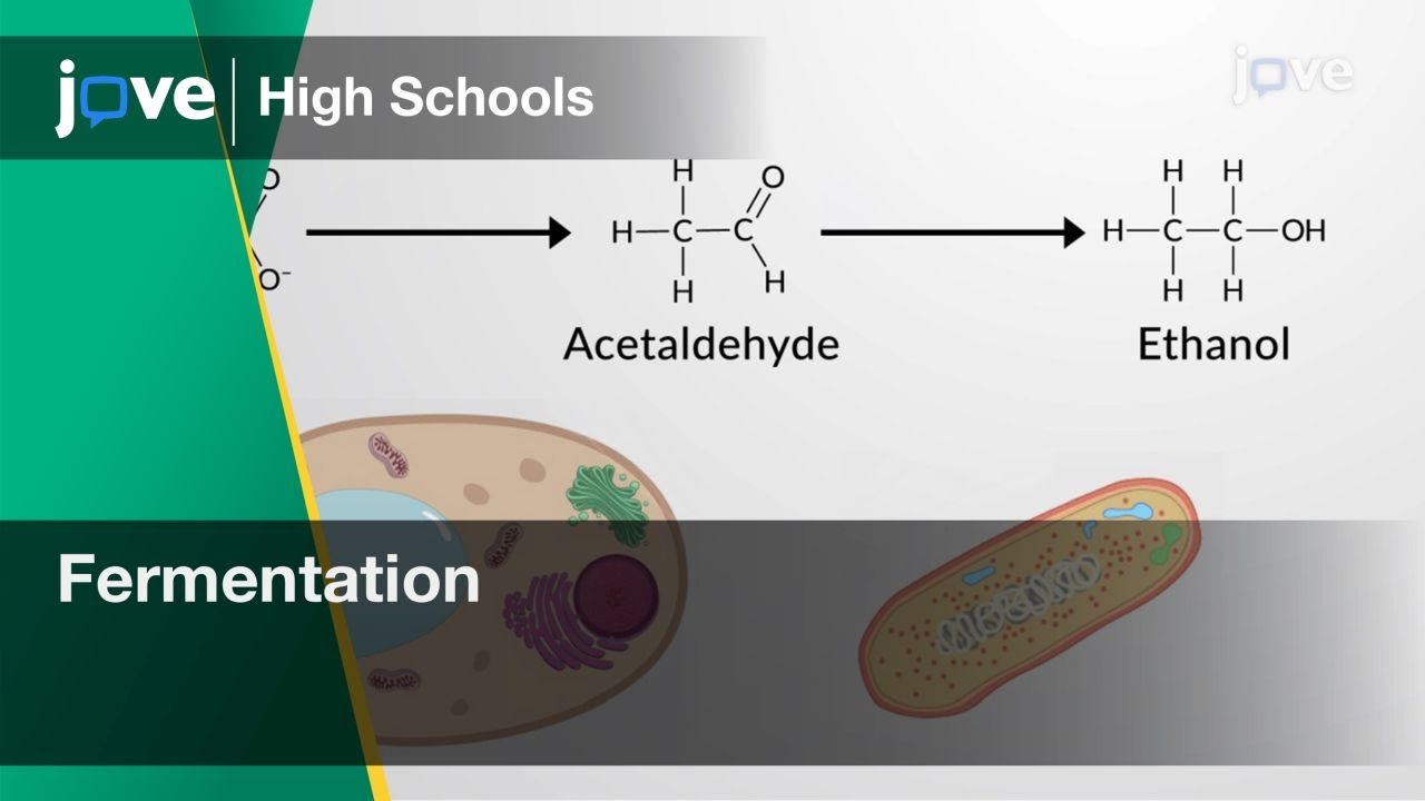 Fermentation | Bio | Video Textbooks - Preview - YouTube