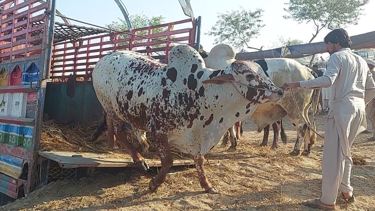 Bulls Heavy unloding//Bulls Video ||Msa cattle life - YouTube