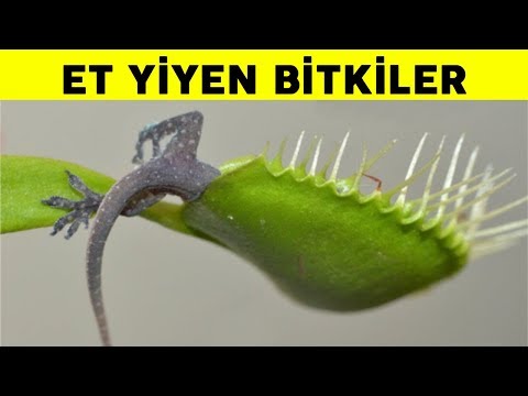 Her Zaman Saldırabilecek Ölümcül Bitkiler .. Et Yiyen 8 Bitki