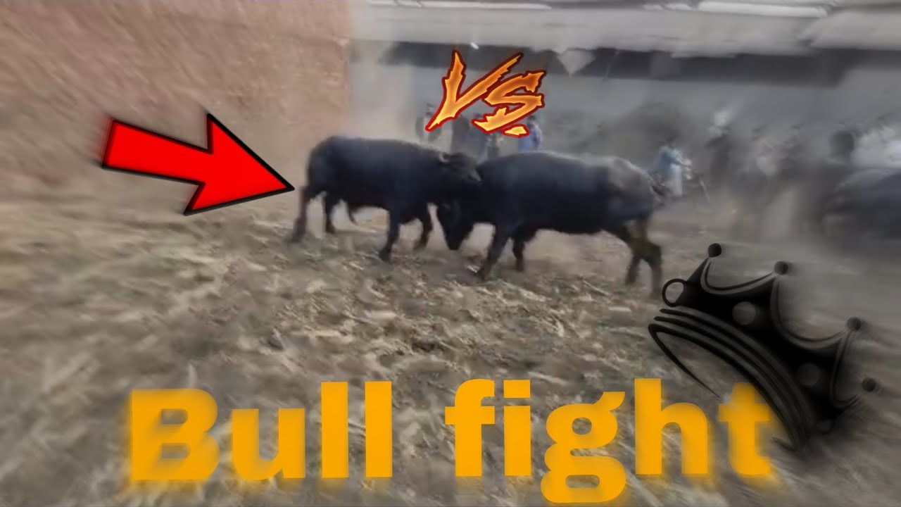 New vedio with lahore bull fight club 365#lahoribull - YouTube
