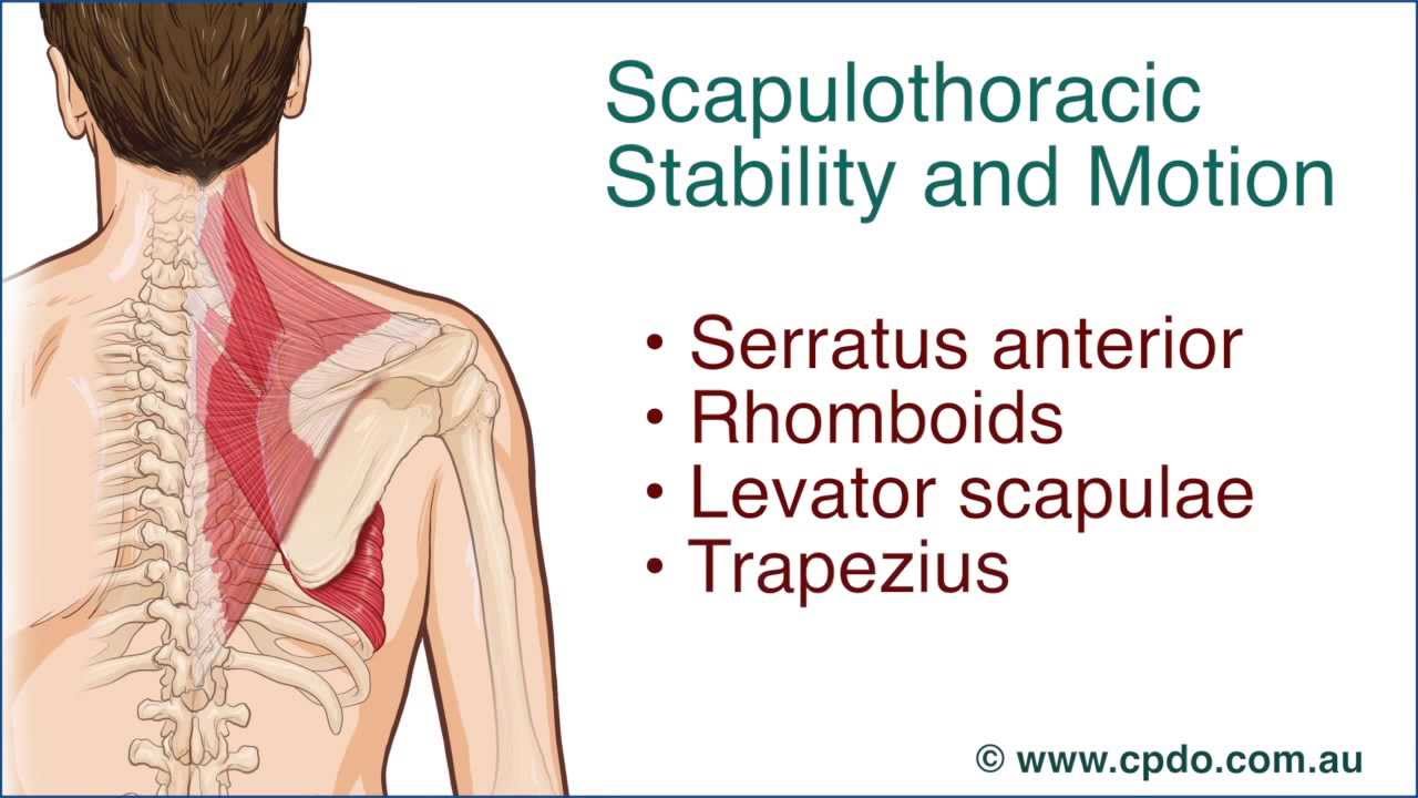 Ritmo Escapuloumeral - YouTube