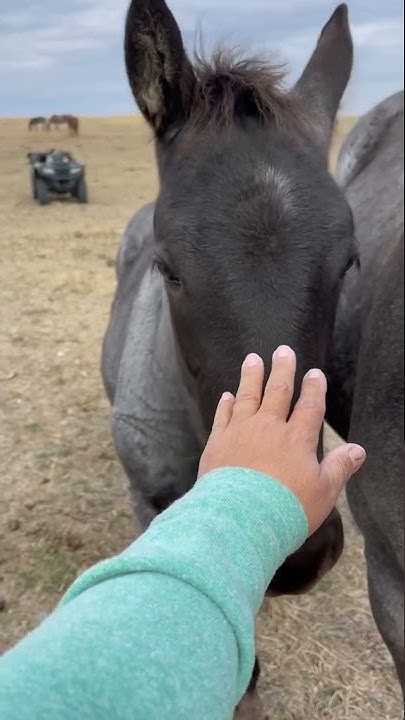 Grey horse | horse lover | horse riding | beautiful horse | animals ...