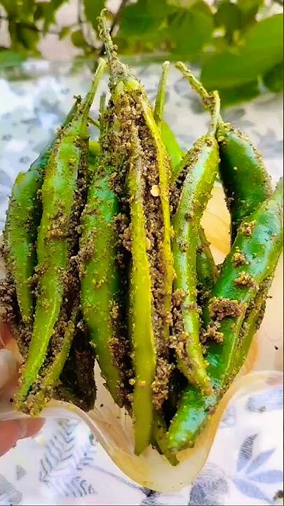 rai na kuria #short #shortsvideo #viralshort #shorts #viral #youtube #youtubeshort #gujarati ...