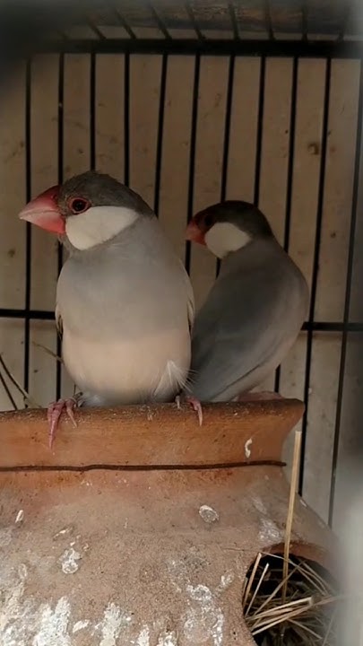 Java Finch | Java Sparrow | Finches | Shorts #youtubeshorts #shorts # ...